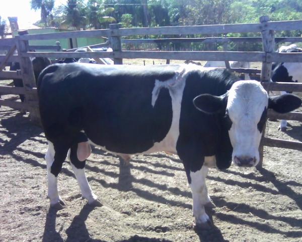 Gabirú confinado não dá lucro? #boigordo – BeefPoint