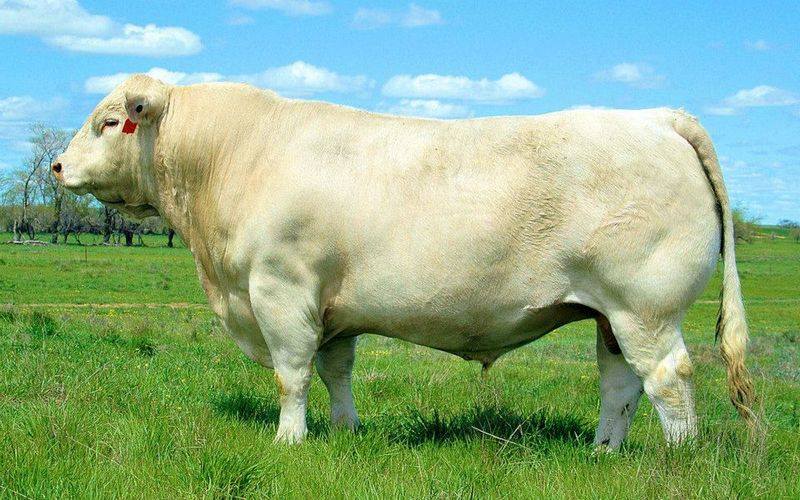 Charolês: se destaca por sua estrutura óssea, muscular e por sua ...