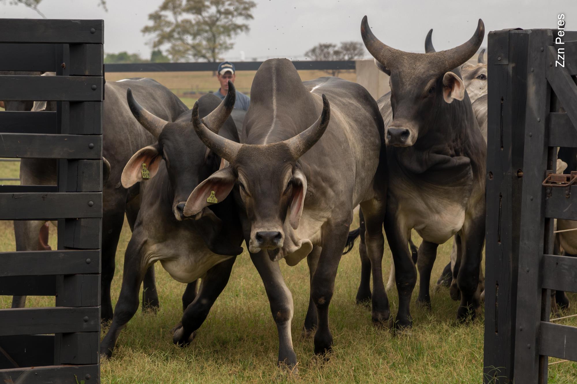 Guzerá: rusticidade, adaptabilidade e habilidade materna [Projeto Raças ...