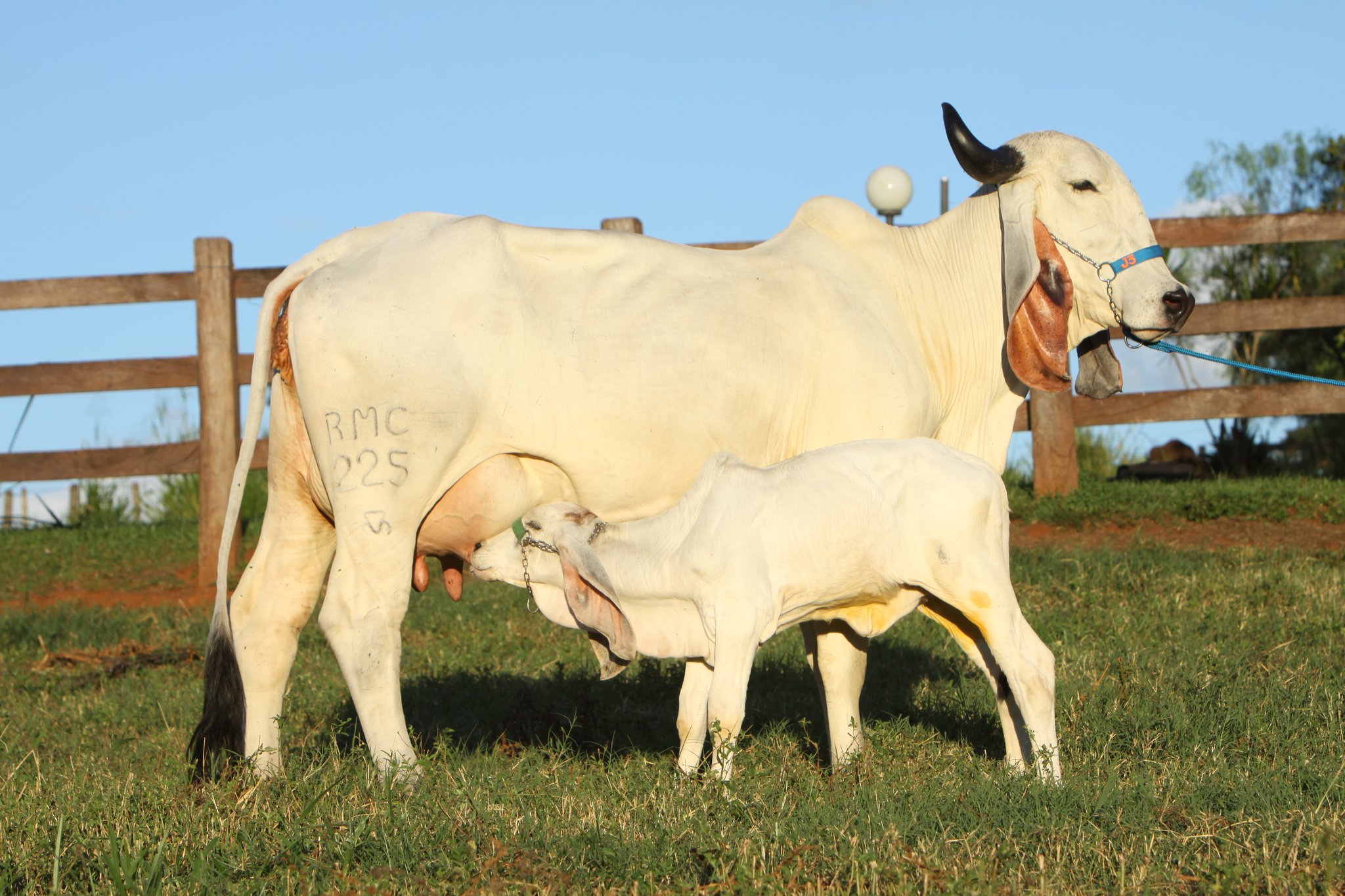 Indubrasil: beleza racial, rusticidade e fácil manejo [Projeto Raças ...