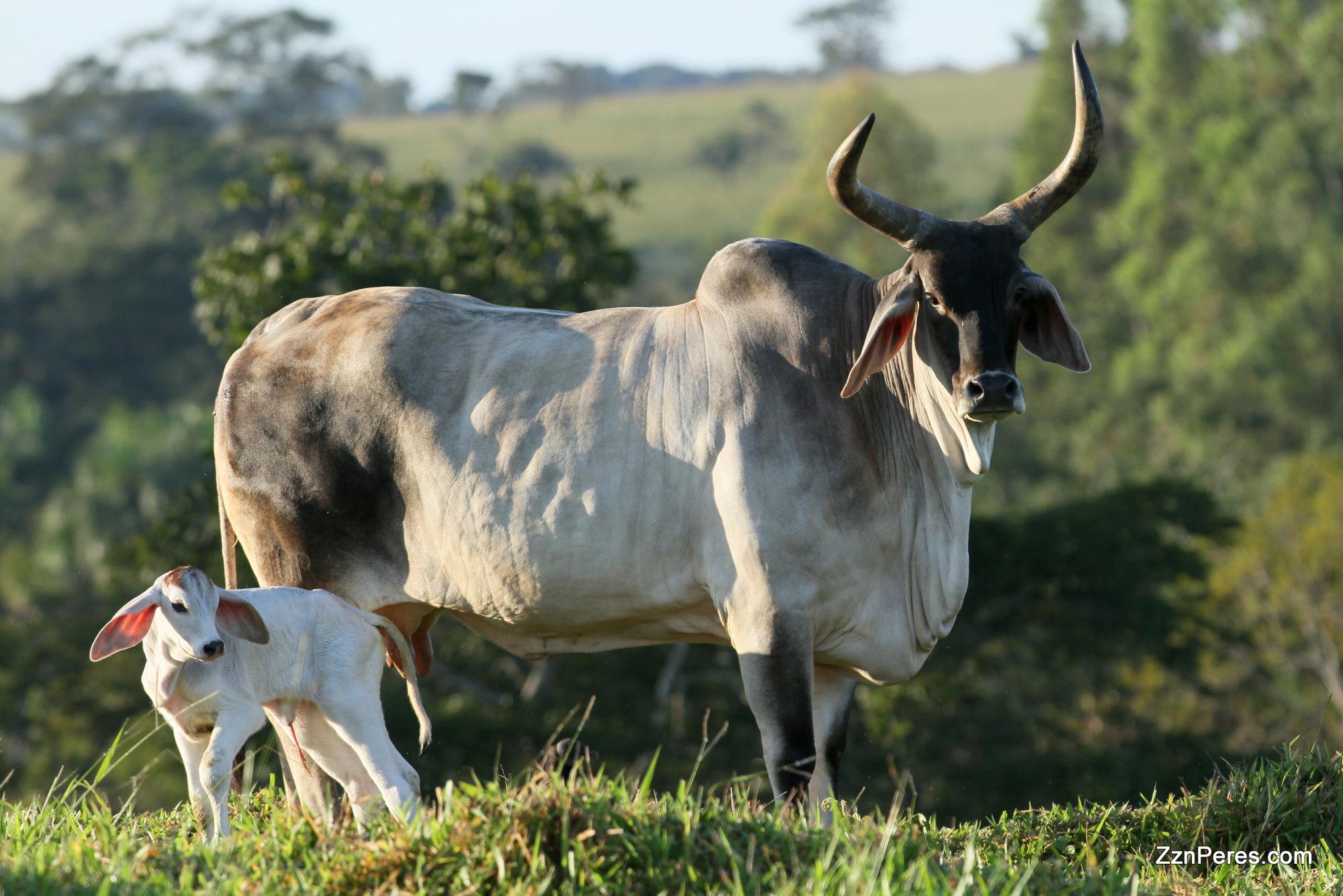 Guzerá: rusticidade, adaptabilidade e habilidade materna [Projeto Raças ...