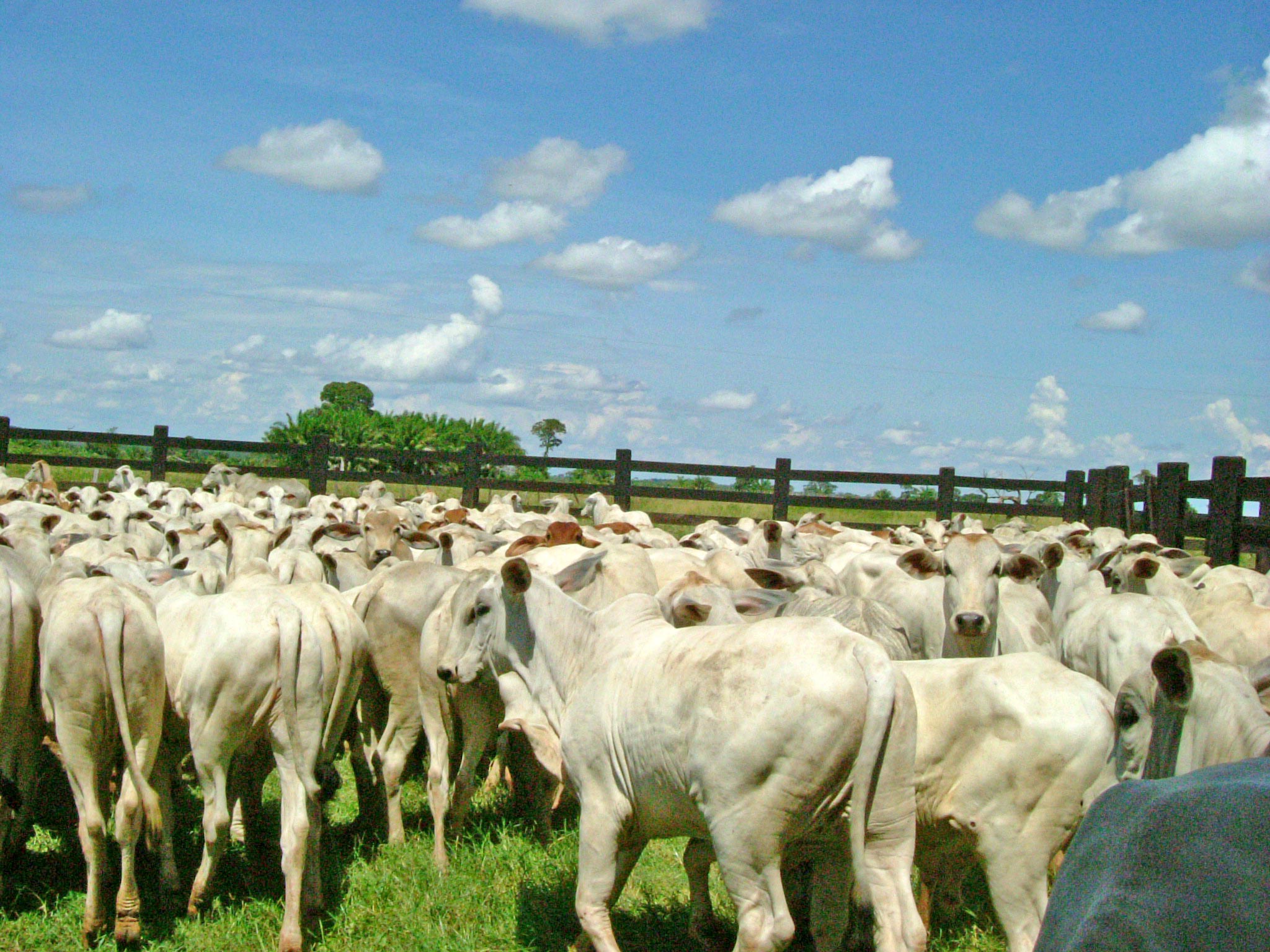 Nelore: conheça mais sobre a raça que representa 80% do gado de corte ...