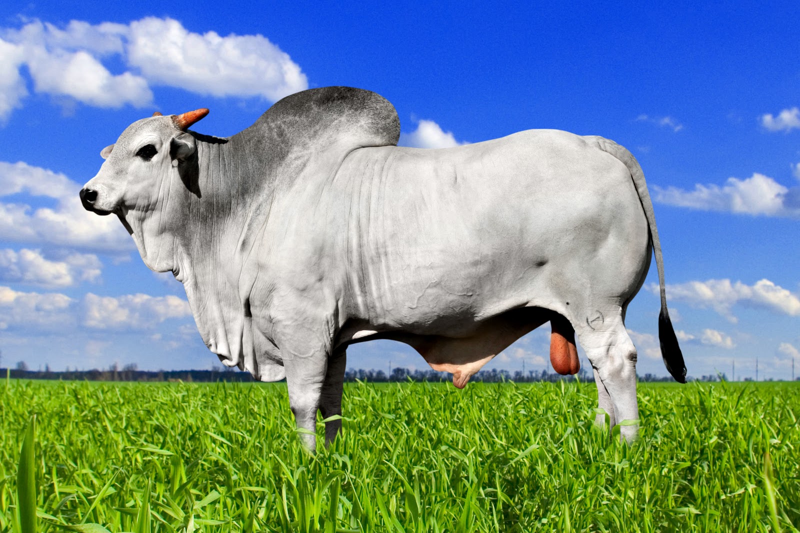 Nelore: conheça mais sobre a raça que representa 80% do gado de corte ...