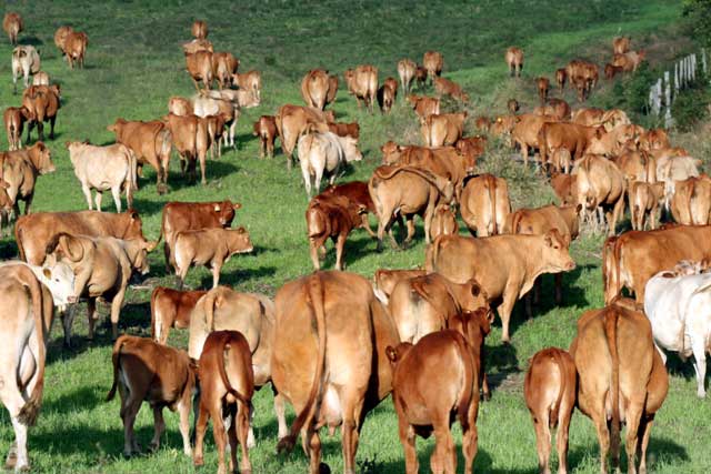 Caracu: conheça mais sobre a raça que é um patrimônio da pecuária ...