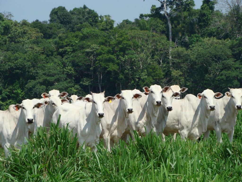 Amazônia Tem Espaço Para Criar 240 Milhões De Cabeças De Gado Sem
