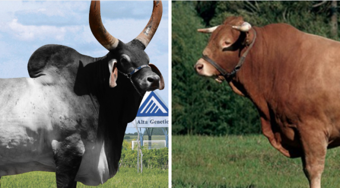 caracu – BeefPoint