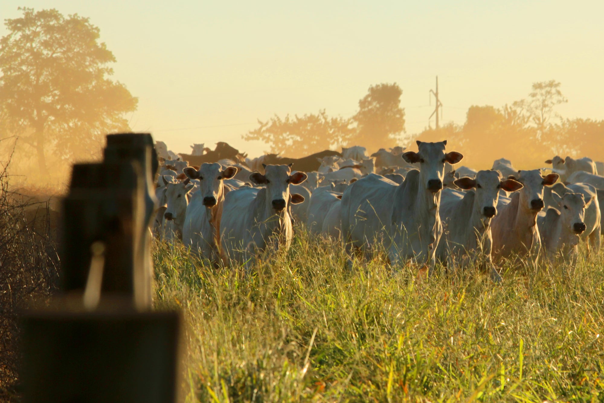 Produção de carne bovina em MS ultrapassa 800 mil toneladas